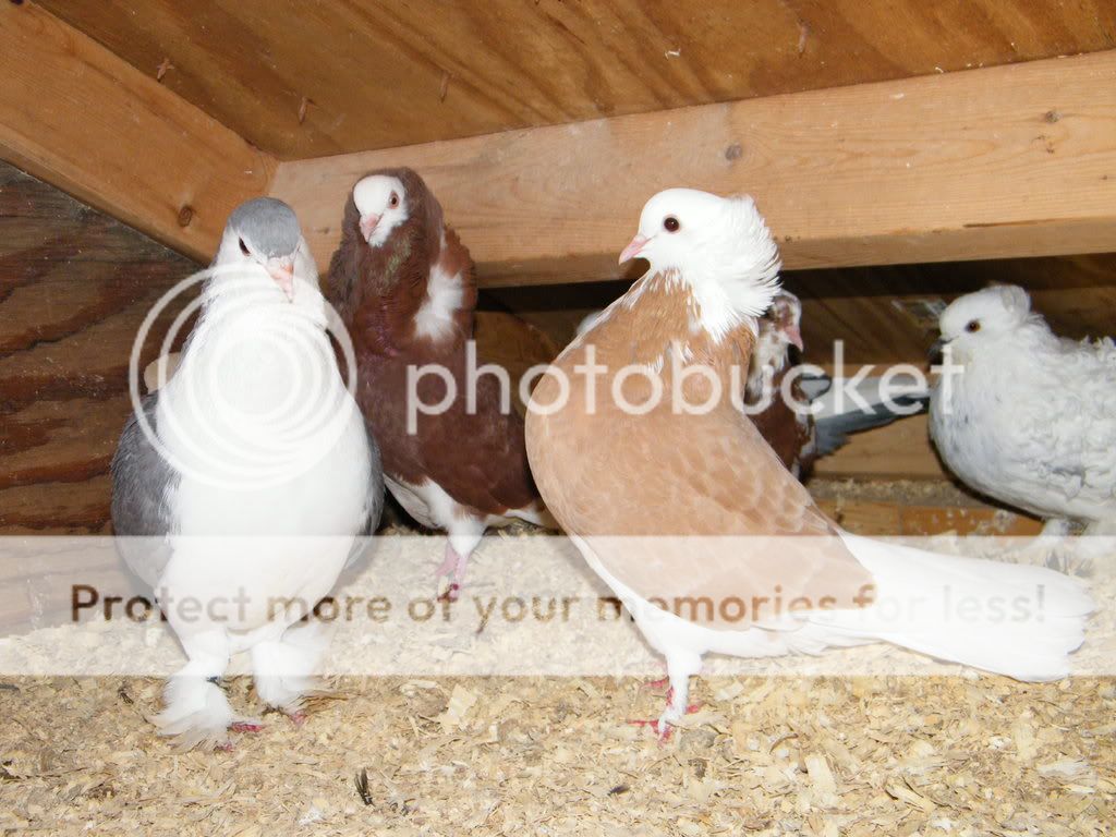 Anyone have any Fantail Mixes? | BackYard Chickens - Learn How to Raise ...