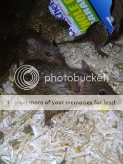 For Sale - African Striped Grass Rats - Wakefield | Pet Mice Forum
