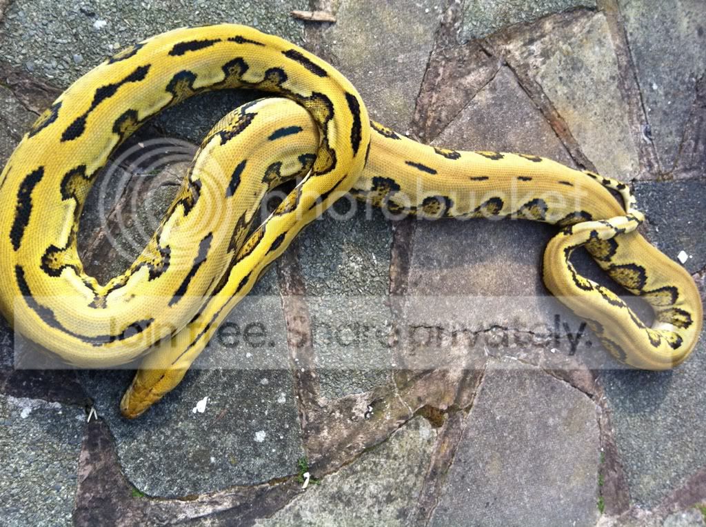 A winter growth pic (retic) | Reptile Forums