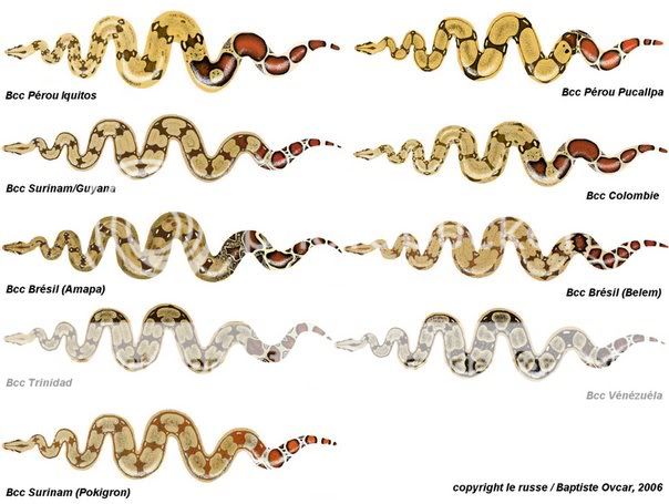 Locality Boas | Reptile Forums